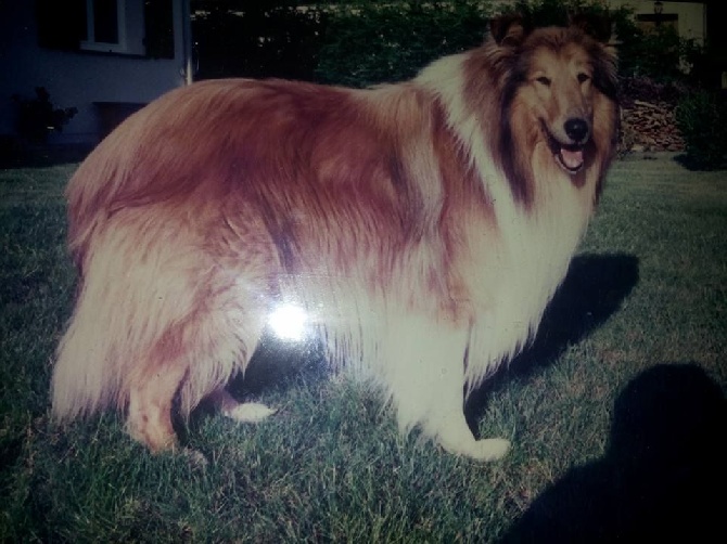 Accueil - Elevage Du Prince Des Vignes - eleveur de chiens Colley à ...