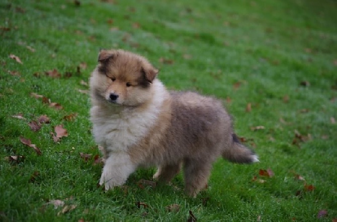 Accueil - Elevage Du Prince Des Vignes - eleveur de chiens Colley à ...
